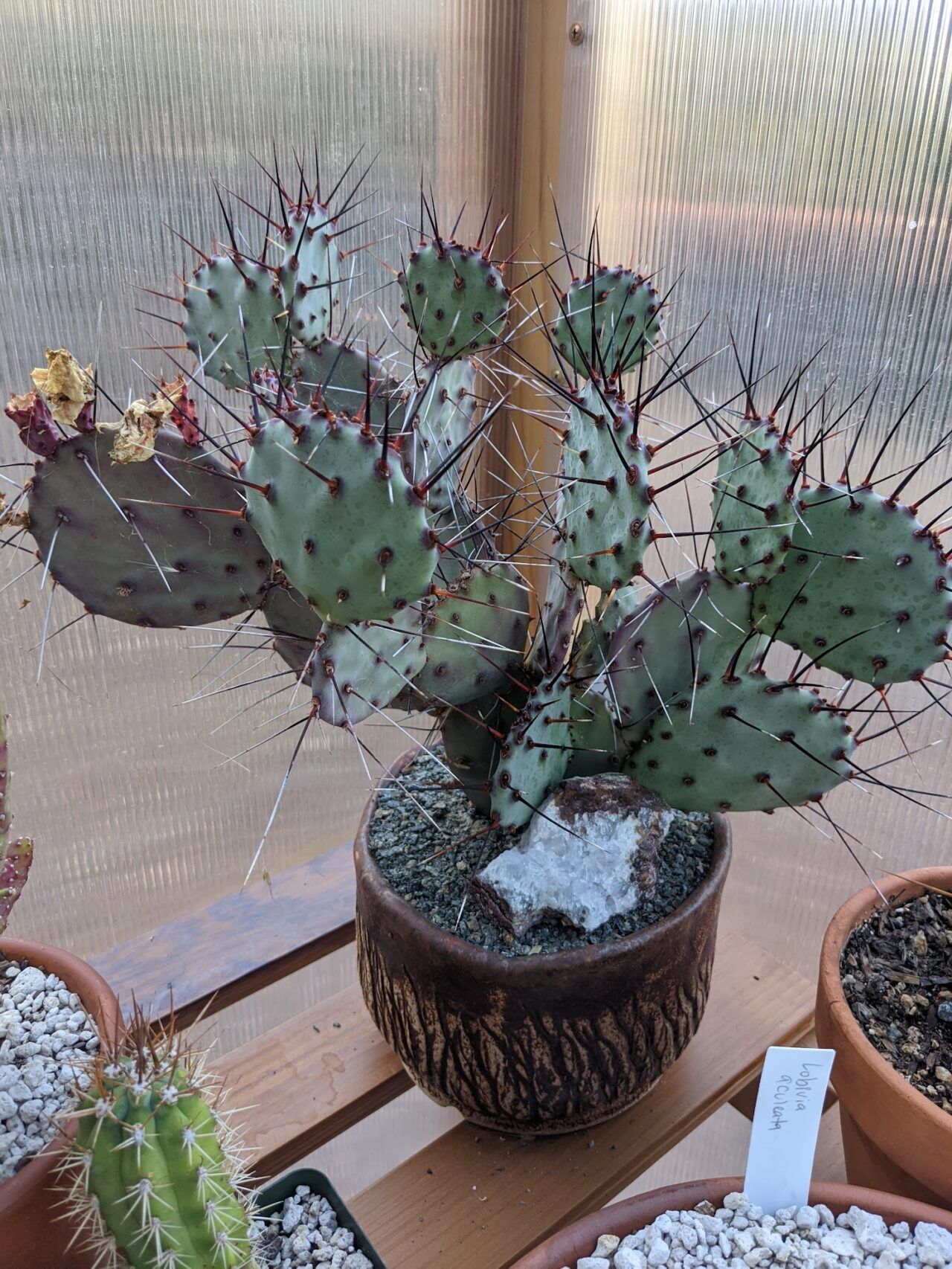 Purple Opuntia: How to Grow Them and Tell Them Apart - Trex Plants