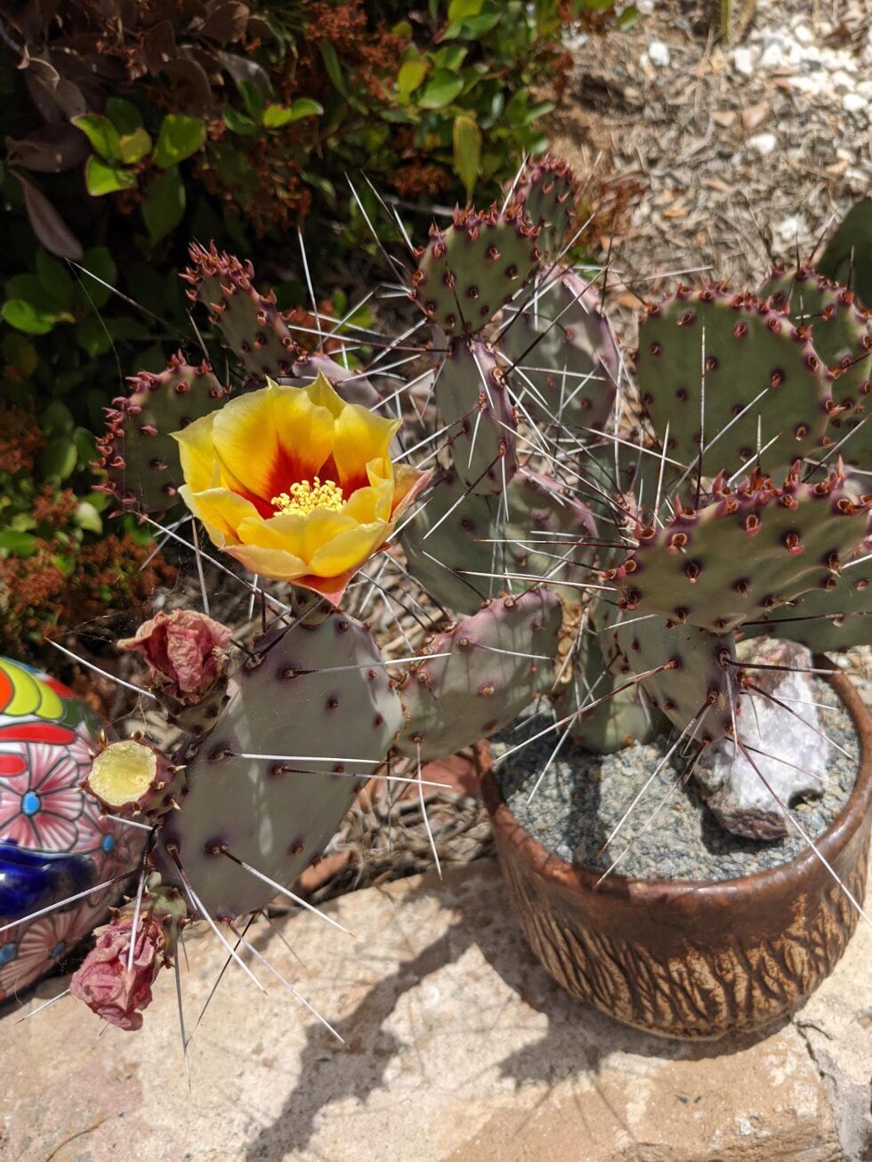 Purple Opuntia: How to Grow Them and Tell Them Apart - Trex Plants