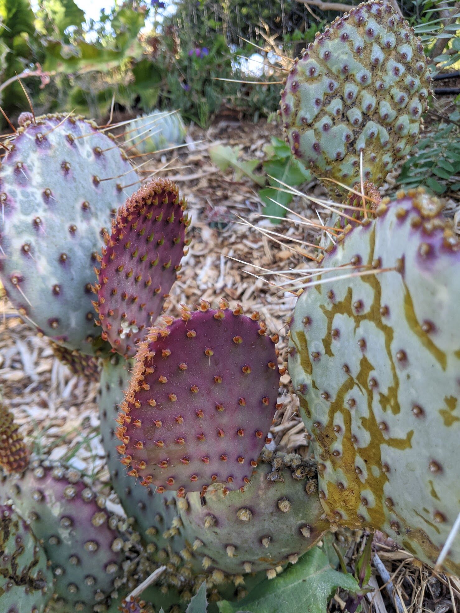 Purple Opuntia: How to Grow Them and Tell Them Apart - Trex Plants