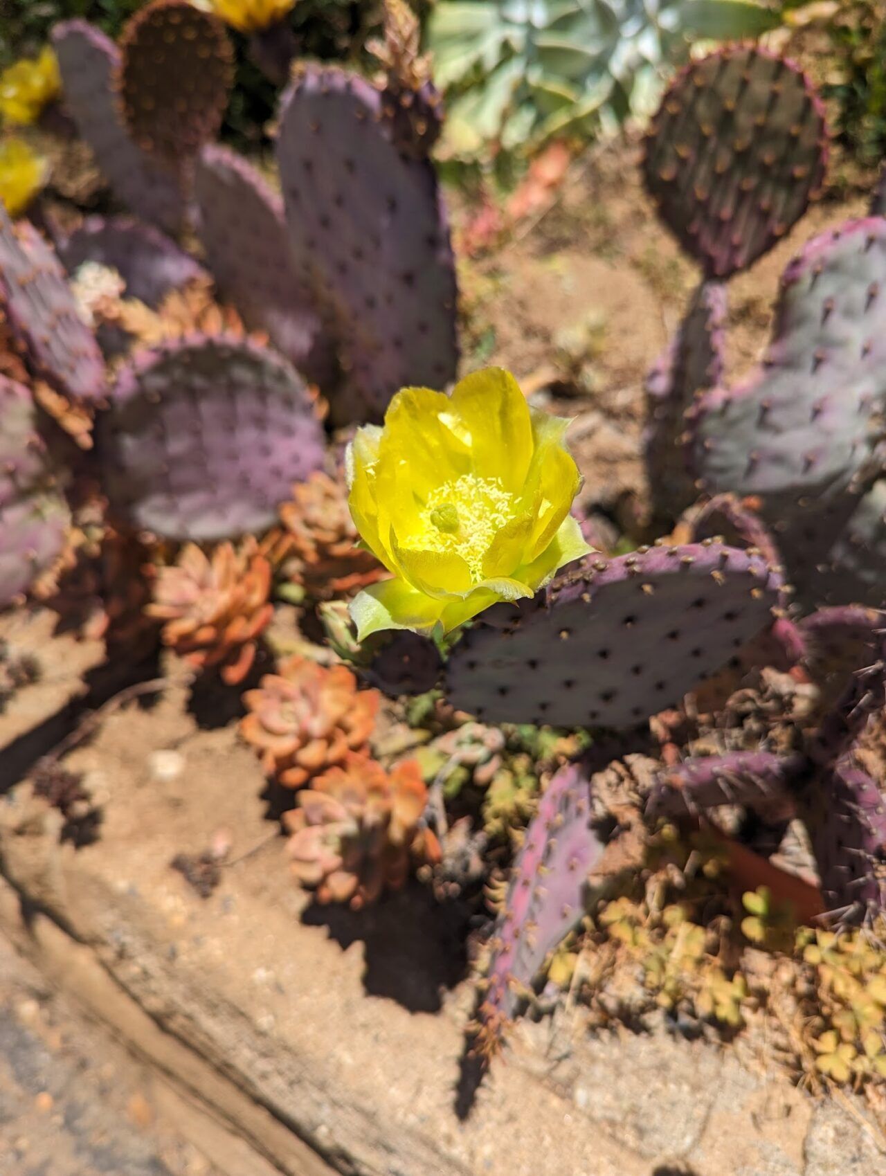 Purple Opuntia: How to Grow Them and Tell Them Apart - Trex Plants