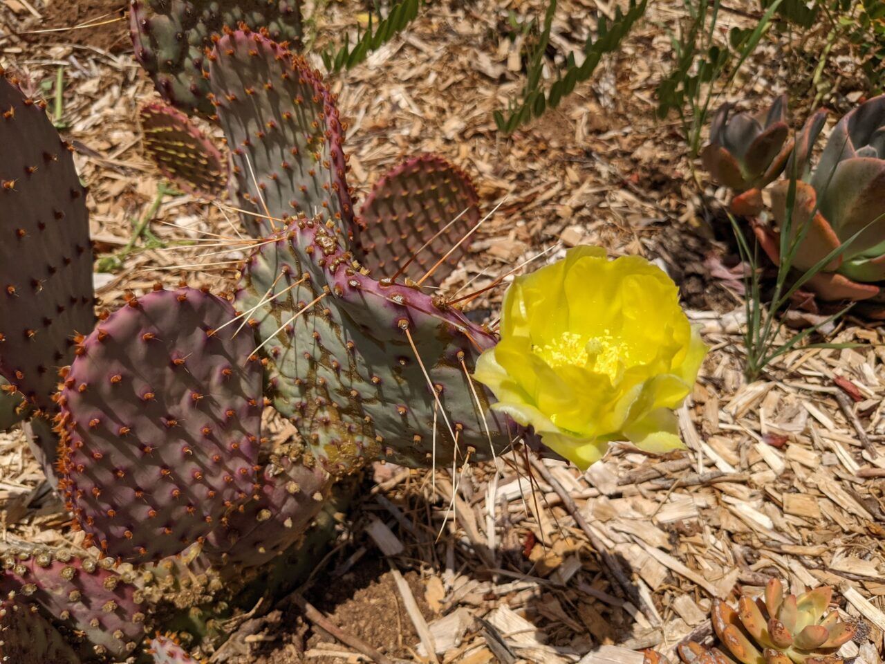 Purple Opuntia: How to Grow Them and Tell Them Apart - Trex Plants