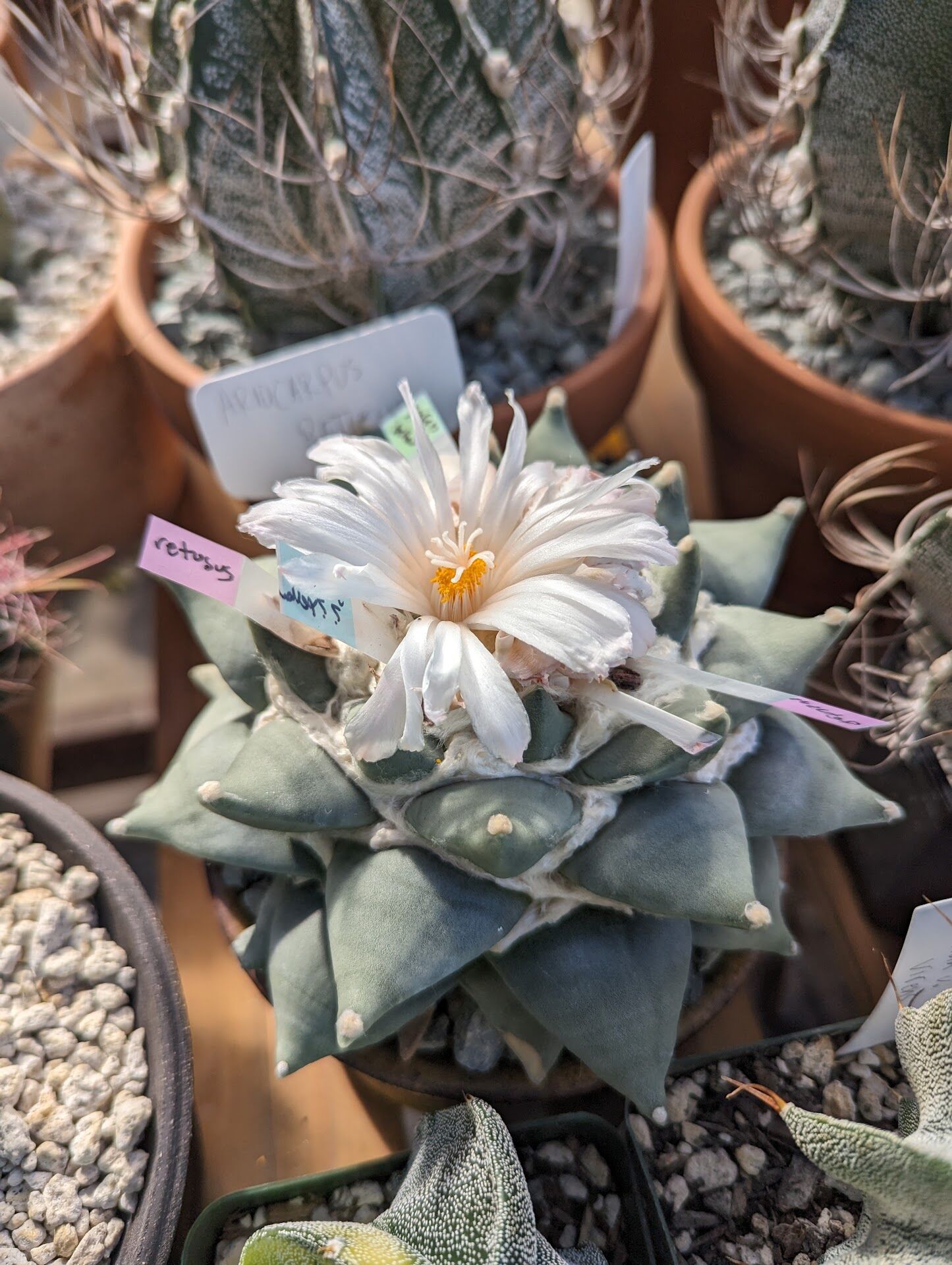 Ariocarpus - Trex Plants