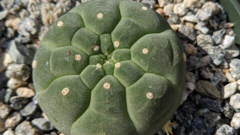 How to Grow Matucana madisoniorum - Trex Plants