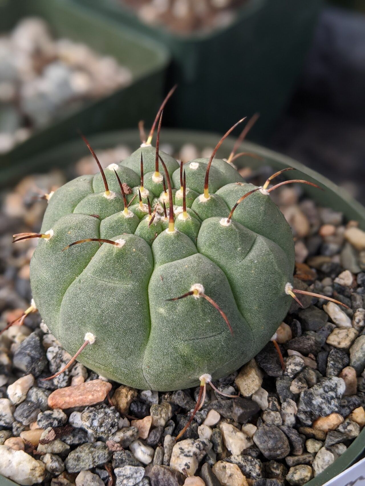 How to Grow Matucana madisoniorum - Trex Plants