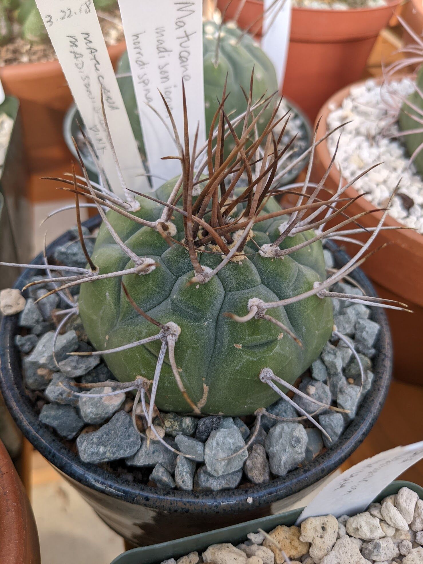 How to Grow Matucana madisoniorum - Trex Plants
