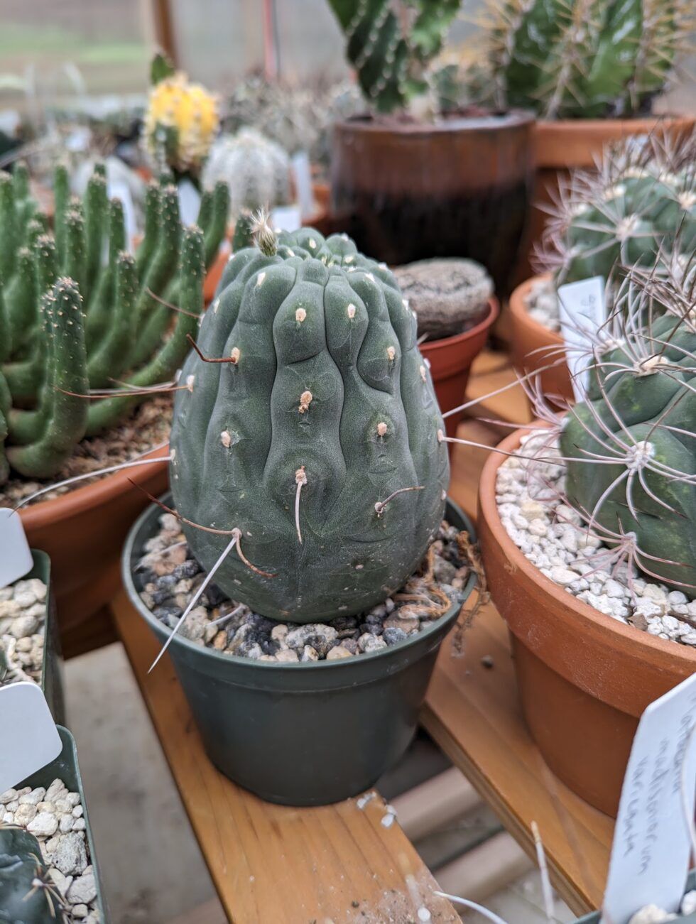 How to Grow Matucana madisoniorum - Trex Plants
