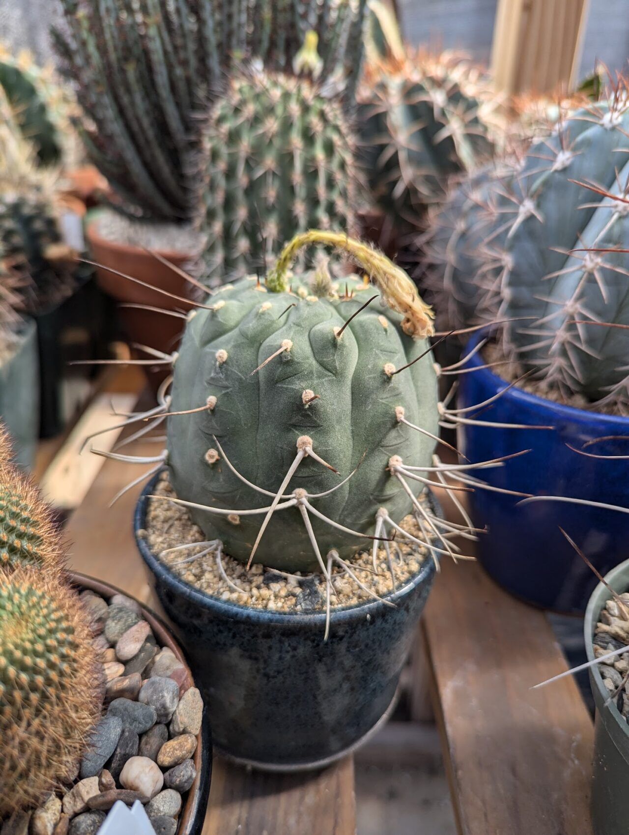 How to Grow Matucana madisoniorum - Trex Plants