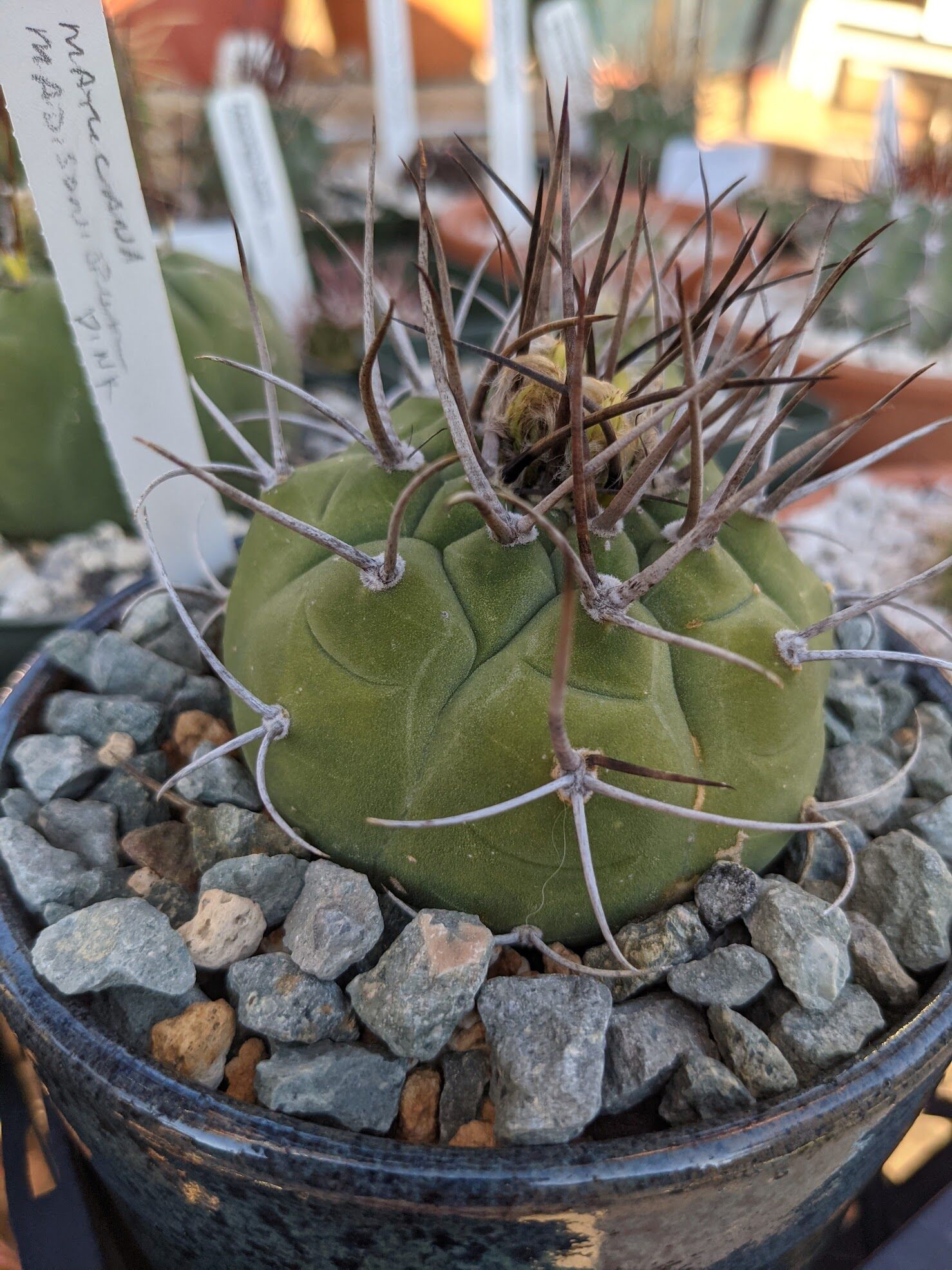 How to Grow Matucana madisoniorum - Trex Plants