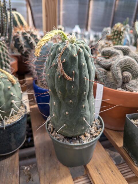 How to Grow Matucana madisoniorum - Trex Plants