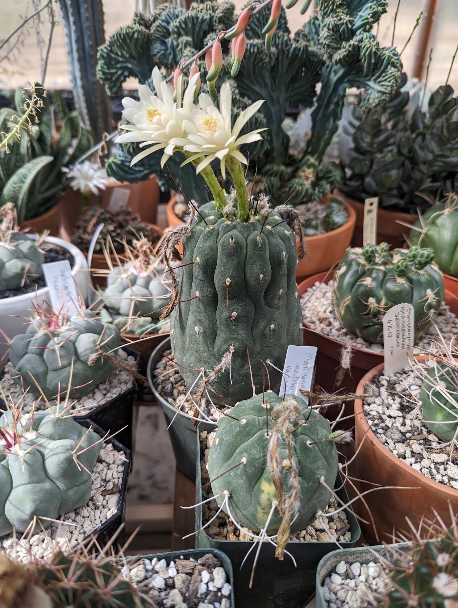 How to Grow Matucana madisoniorum - Trex Plants