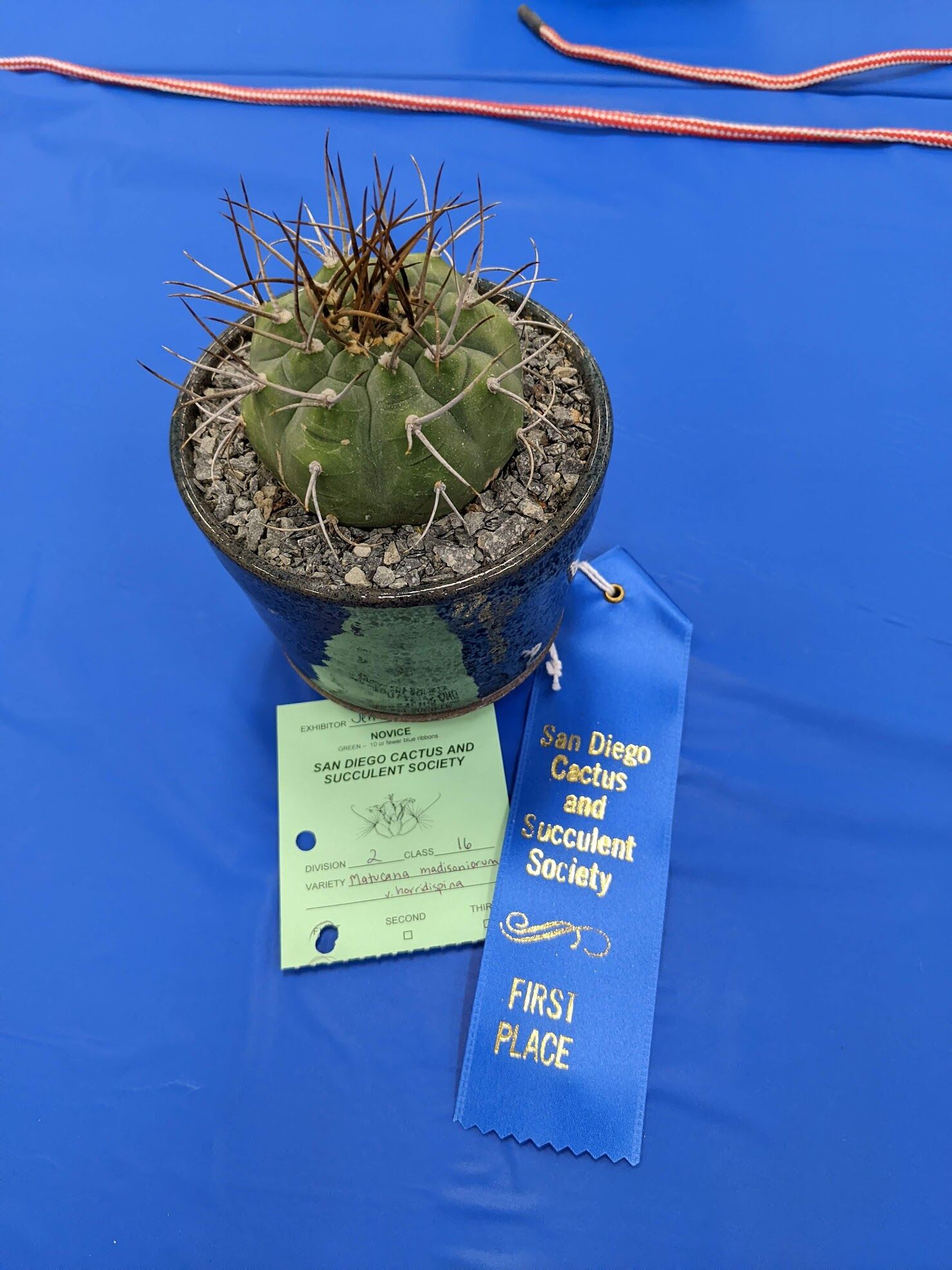 How to Grow Matucana madisoniorum - Trex Plants