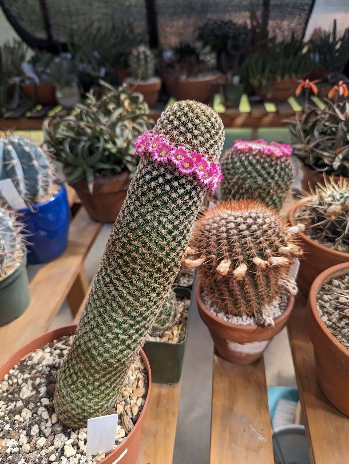 Growing Mammillaria matudae - The Thumb Cactus - Trex Plants
