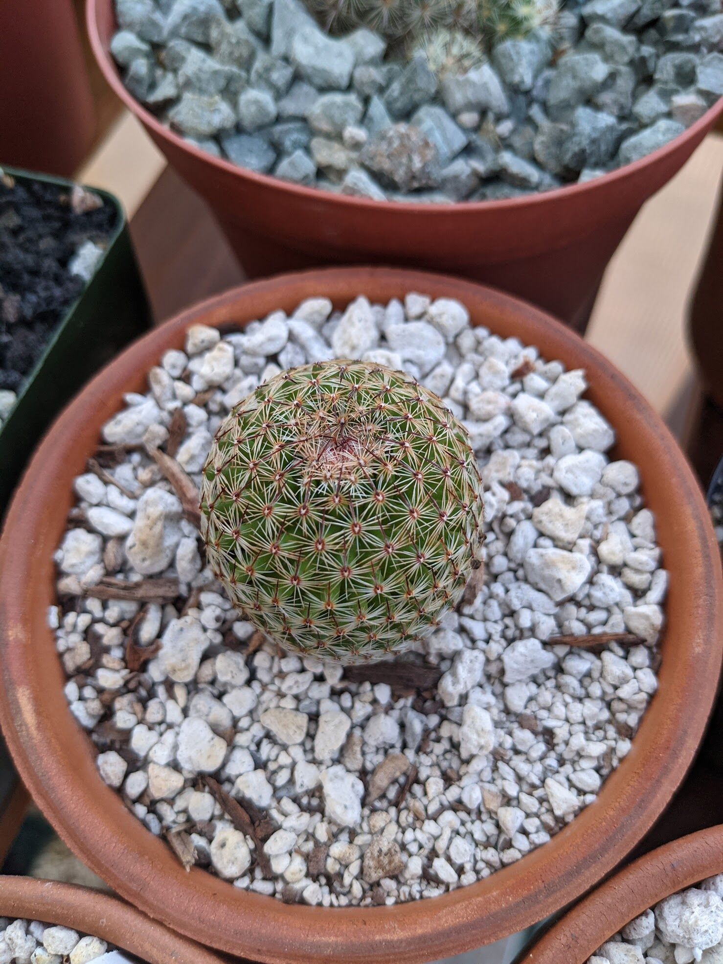Growing Mammillaria matudae - The Thumb Cactus - Trex Plants