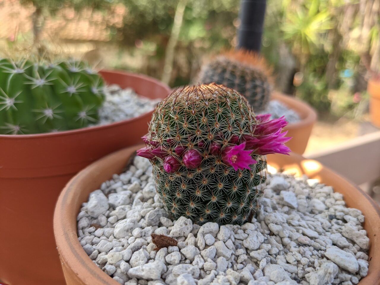 Growing Mammillaria matudae - The Thumb Cactus - Trex Plants