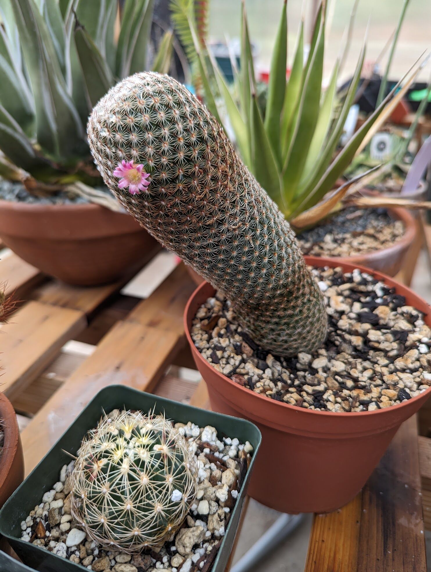 Growing Mammillaria matudae - The Thumb Cactus - Trex Plants
