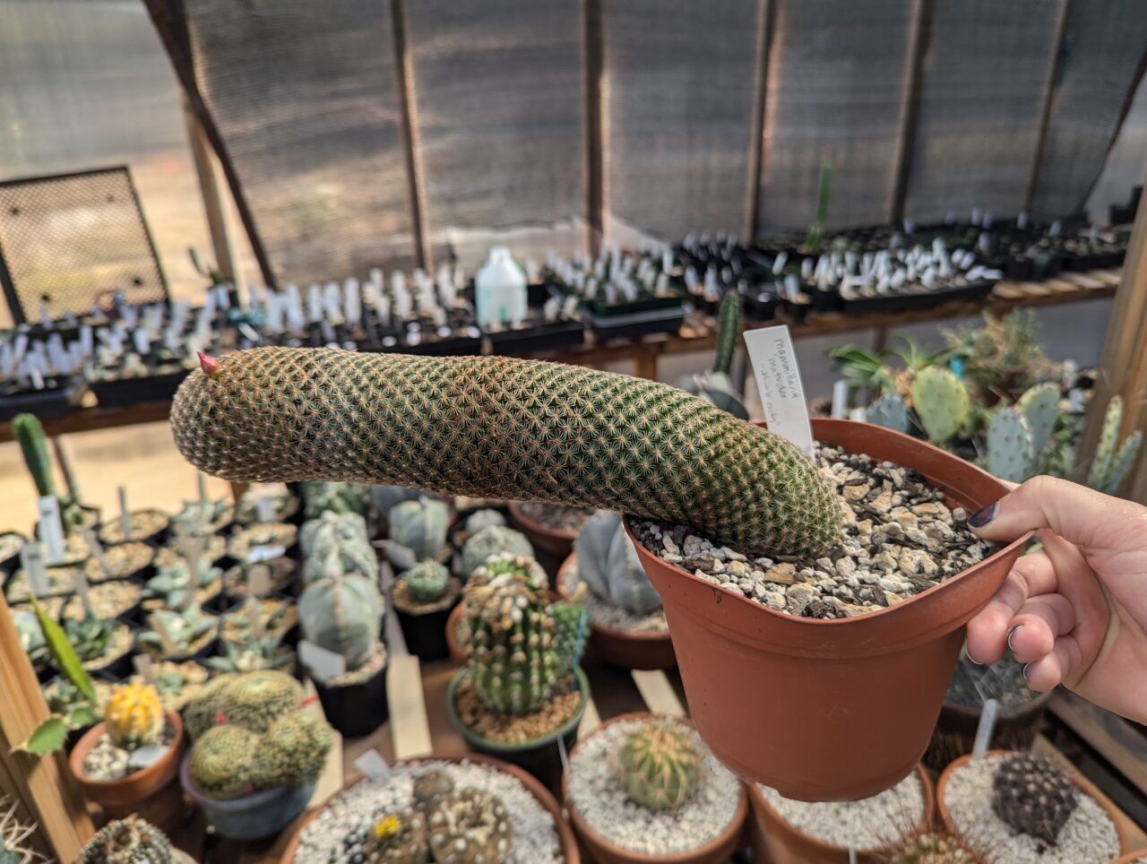 Growing Mammillaria matudae - The Thumb Cactus - Trex Plants