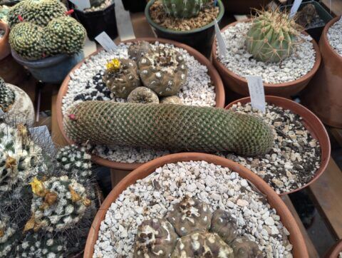 Growing Mammillaria matudae - The Thumb Cactus - Trex Plants