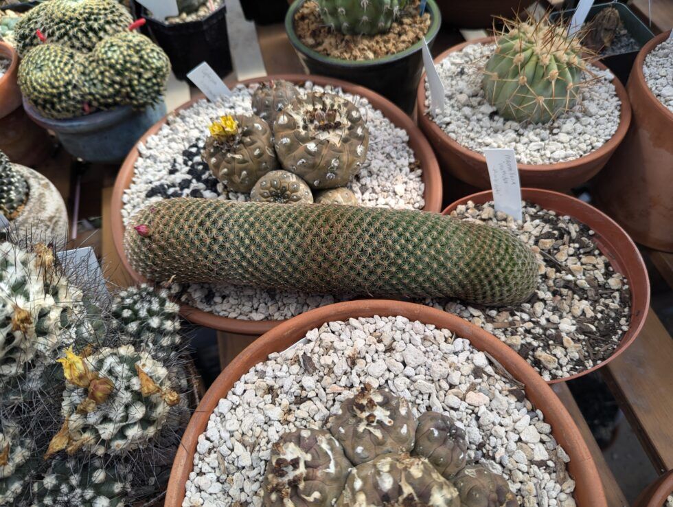 Growing Mammillaria matudae - The Thumb Cactus - Trex Plants