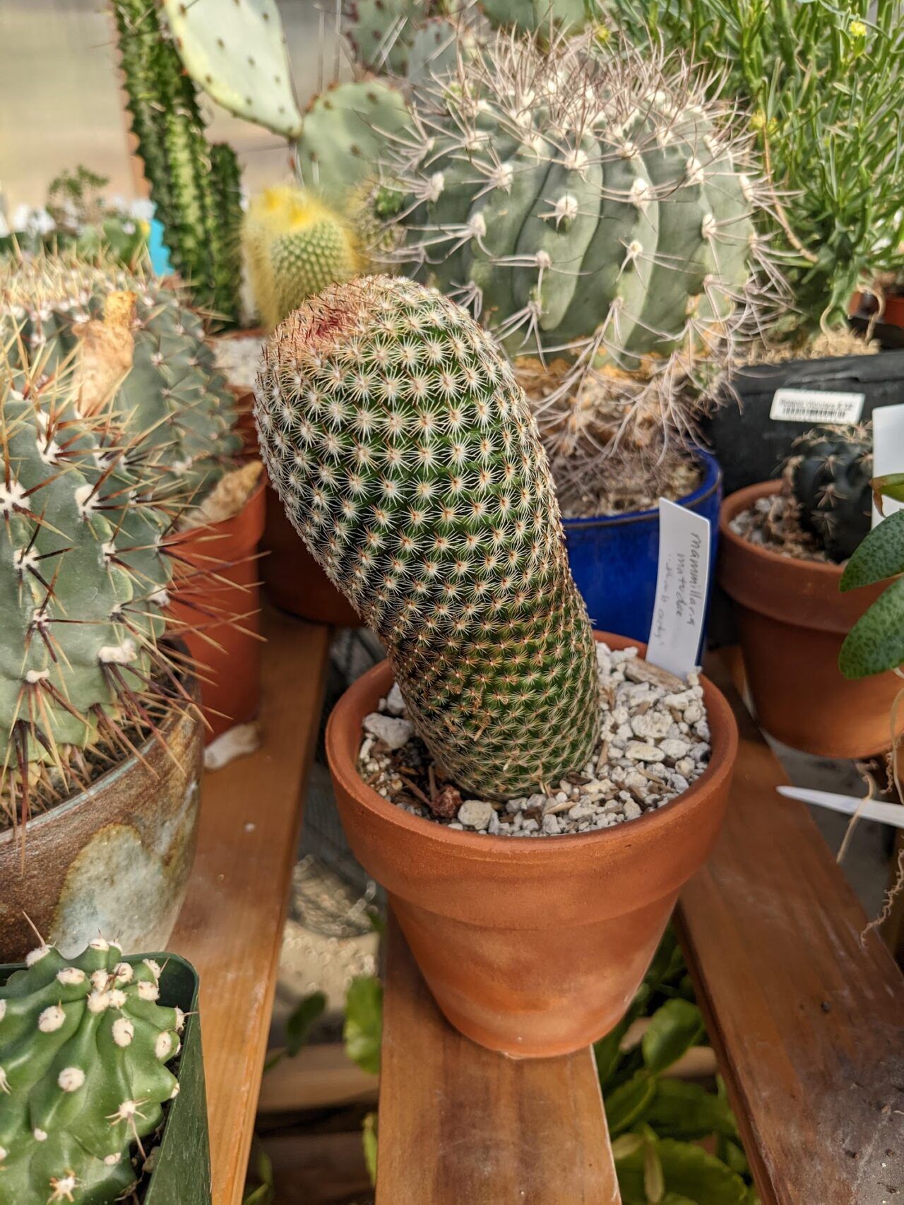 Growing Mammillaria matudae - The Thumb Cactus - Trex Plants