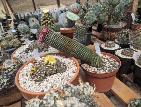 Growing Mammillaria matudae - The Thumb Cactus - Trex Plants
