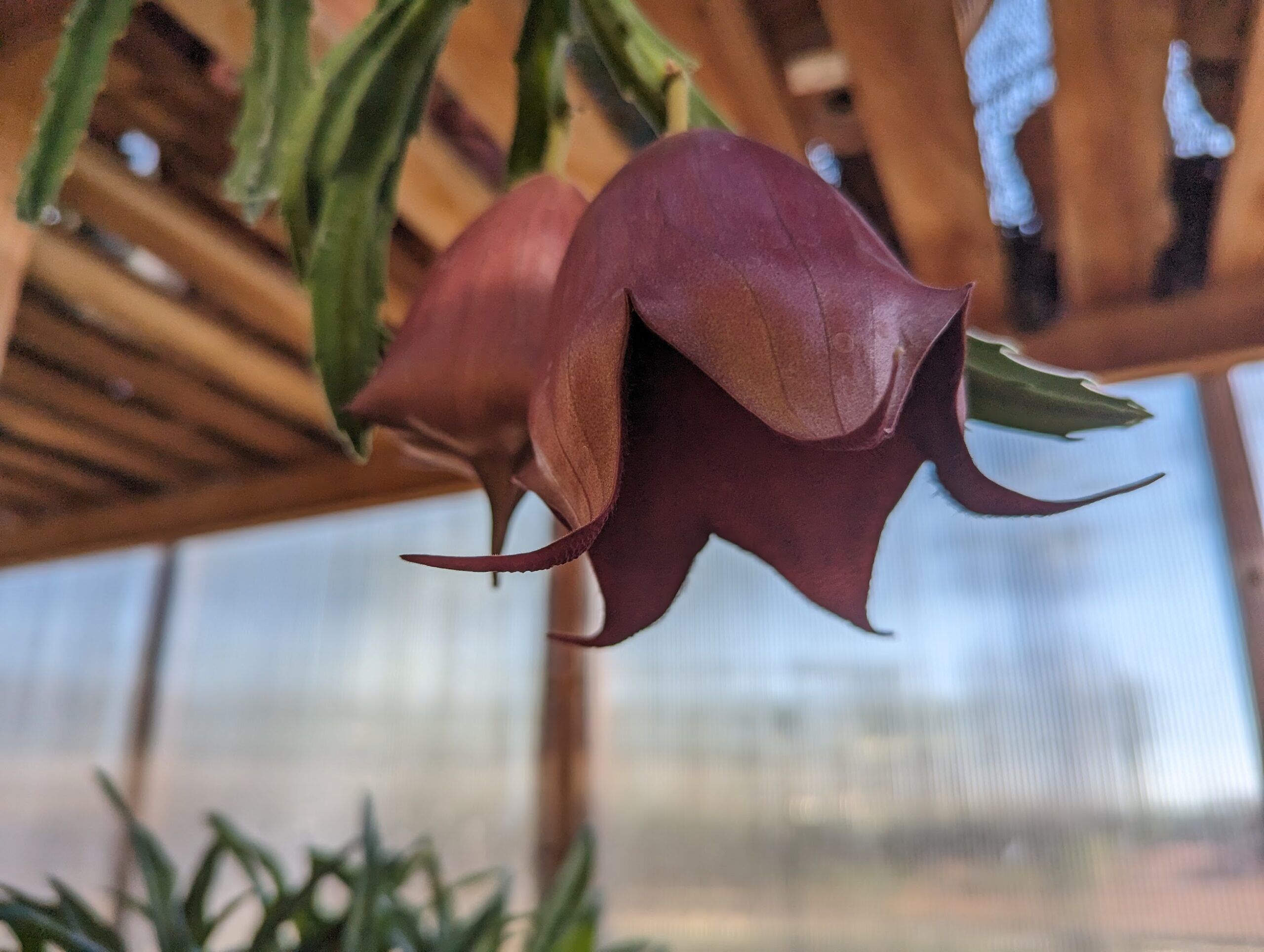 Stapelia leendertziae - Growing the Black Bell Flower - Trex Plants