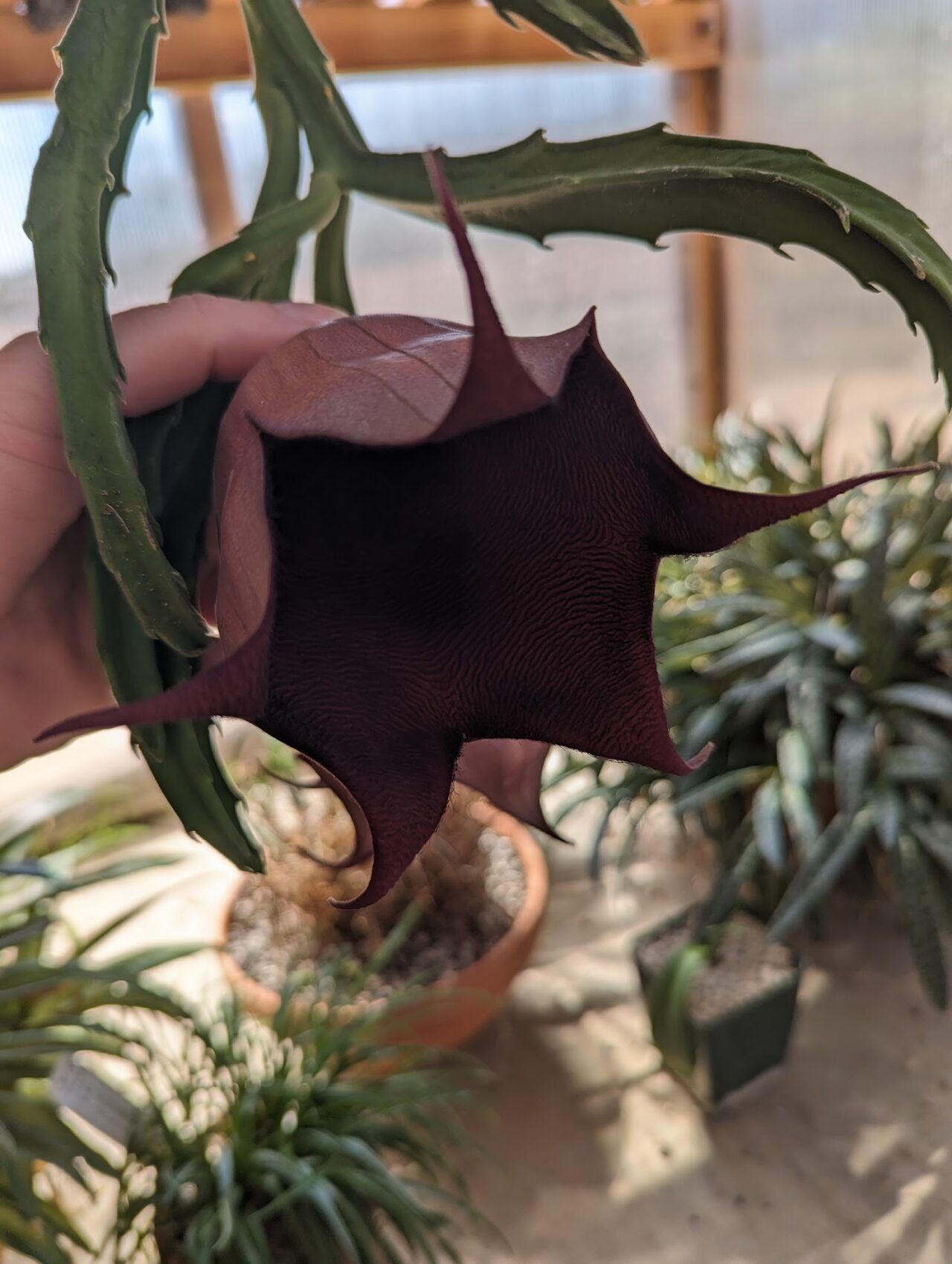 Stapelia leendertziae - Growing the Black Bell Flower - Trex Plants
