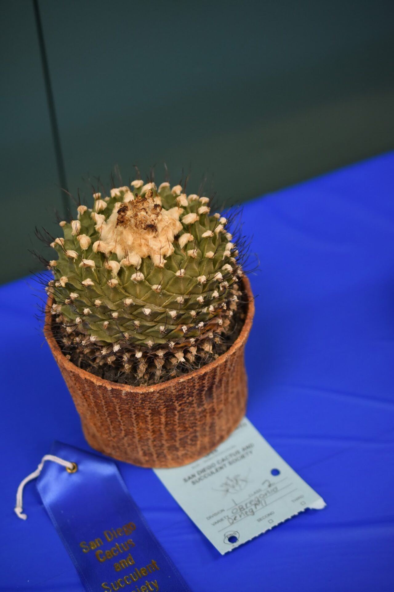 How to Grow Obregonia denigrii - the Artichoke Cactus - Trex Plants