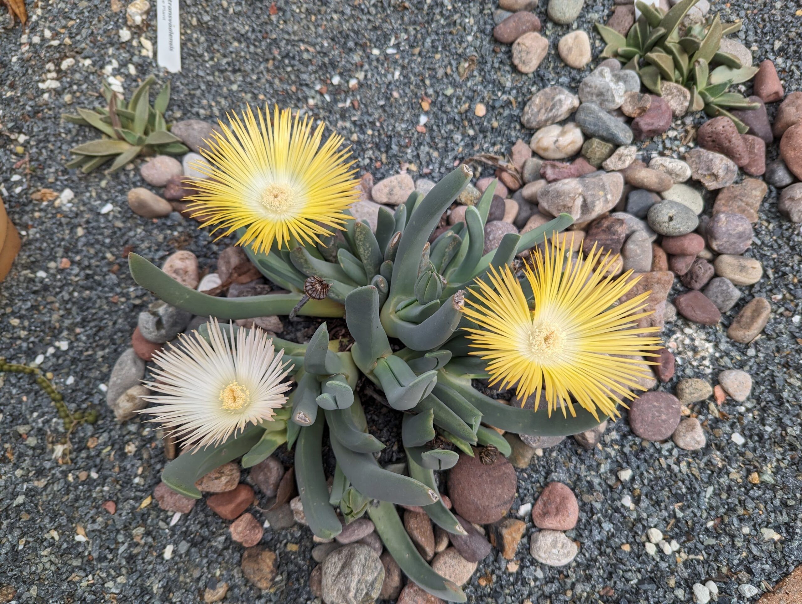 Cheiridopsis denticulata - Lobster Claws succulent - Trex Plants