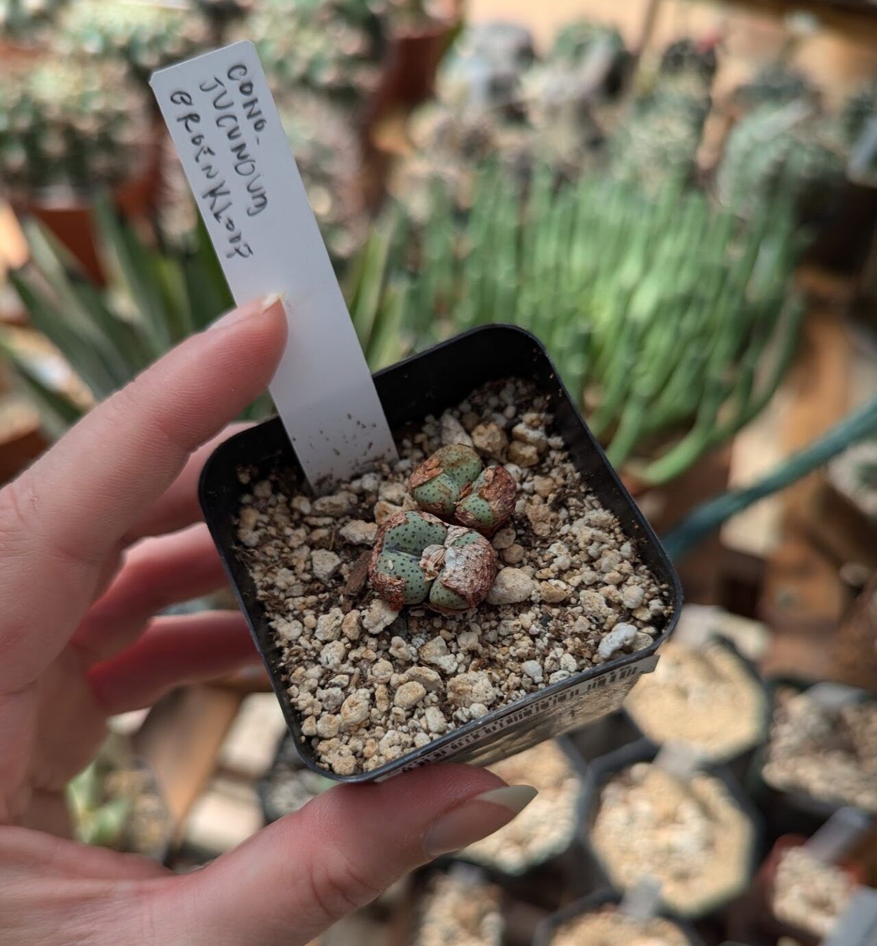 Is Your Conophytum Dead, Or Is It Supposed To Look Like That? - Trex Plants