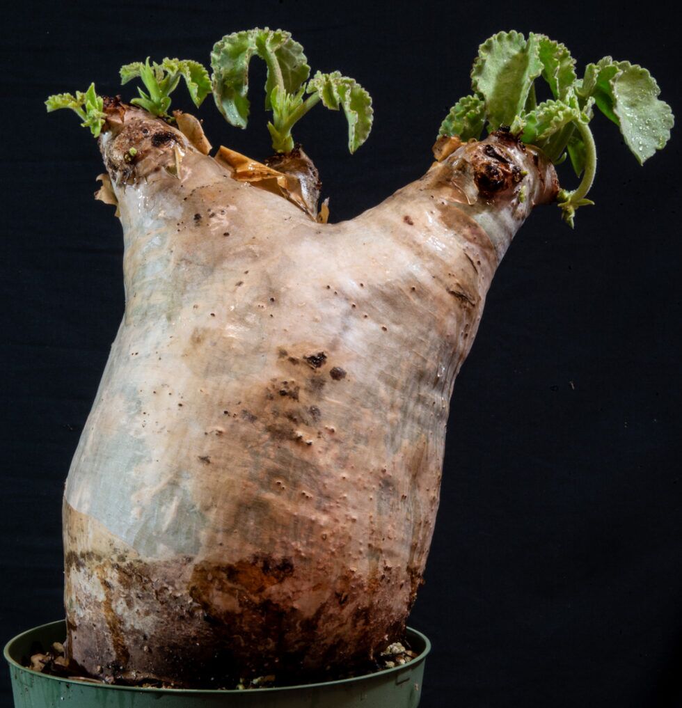 Plant Poaching and Our Part In It - Takeaways from Kal Kaminer's SDCSS ...