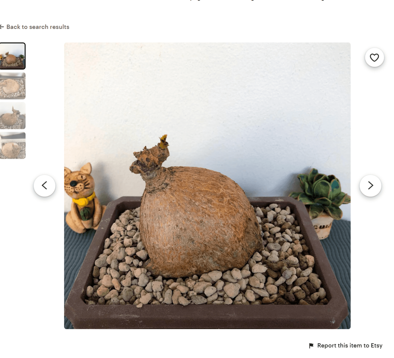 Plant Poaching and Our Part In It - Takeaways from Kal Kaminer's SDCSS ...