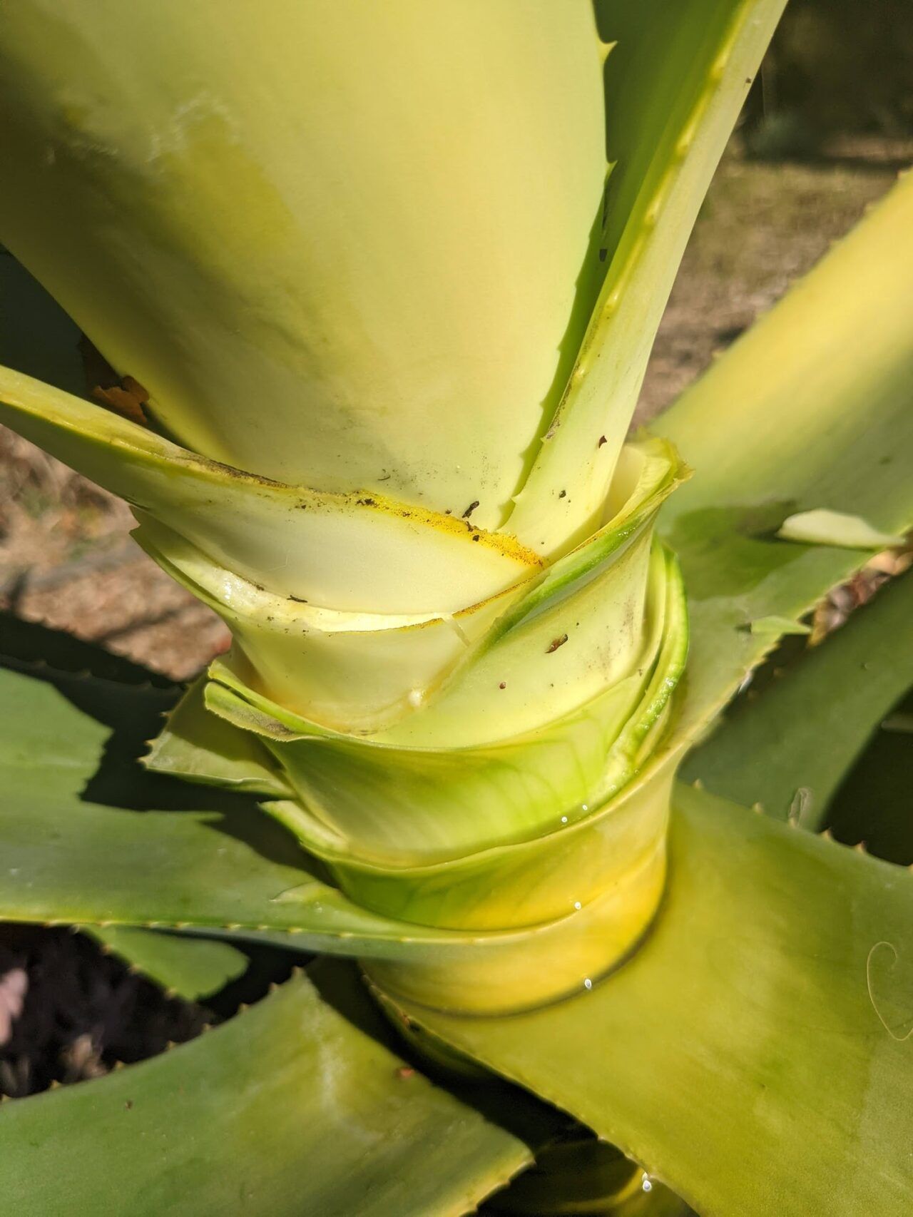 How to Spot and Treat Aloe Mite (It's Not Easy) - Trex Plants