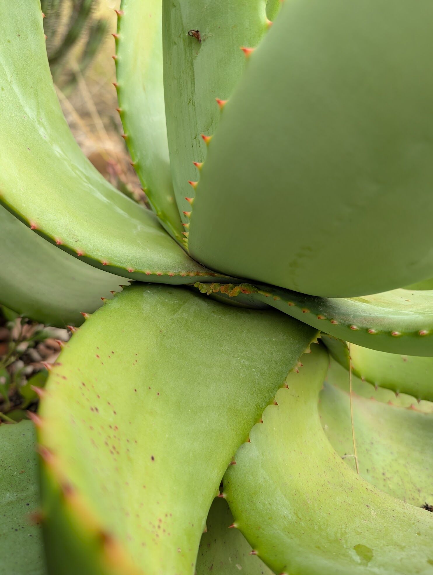 How to Spot and Treat Aloe Mite (It's Not Easy) - Trex Plants