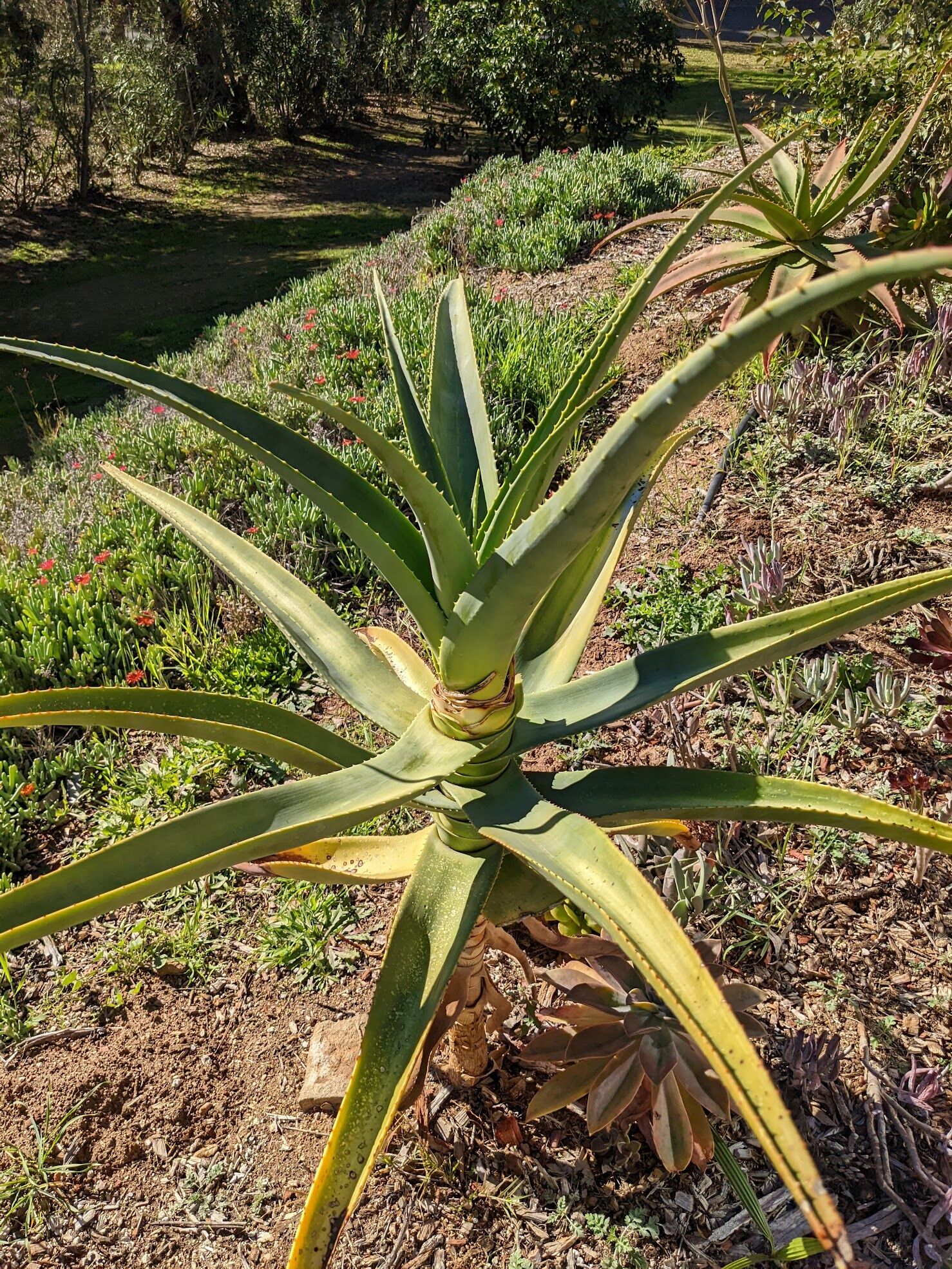 How to Spot and Treat Aloe Mite (It's Not Easy) - Trex Plants