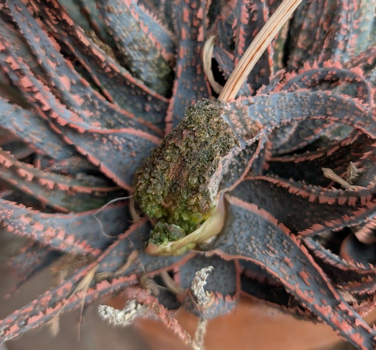 How to Spot and Treat Aloe Mite (It's Not Easy) - Trex Plants