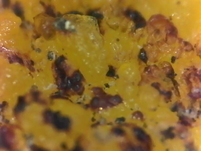 How to Spot and Treat Aloe Mite (It's Not Easy) - Trex Plants