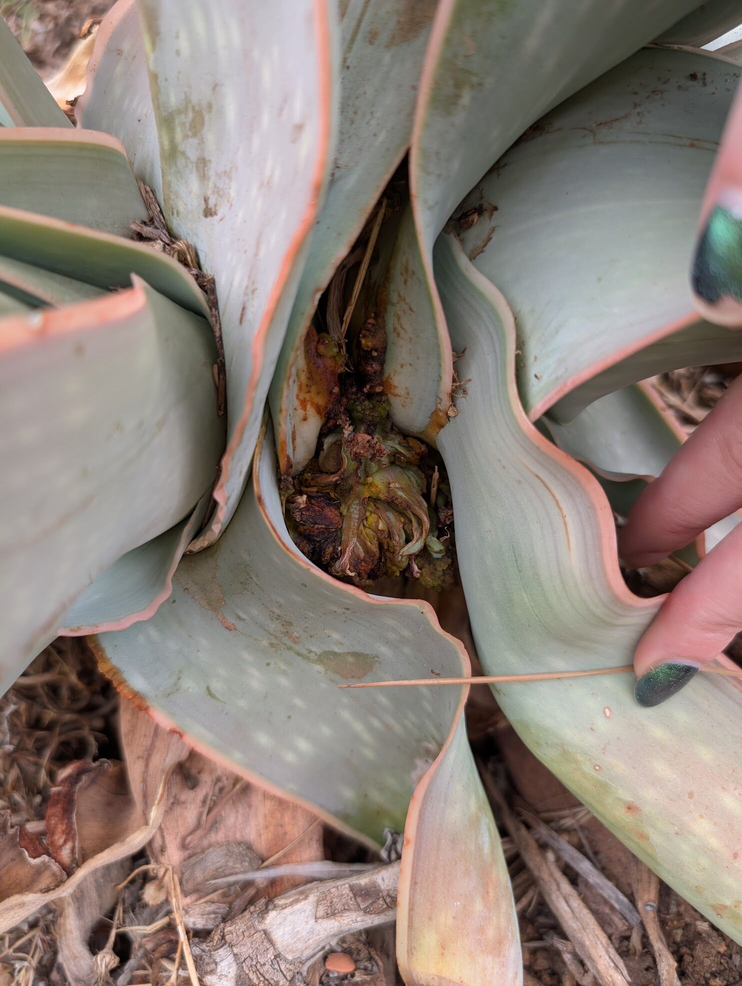 How to Spot and Treat Aloe Mite (It's Not Easy) - Trex Plants