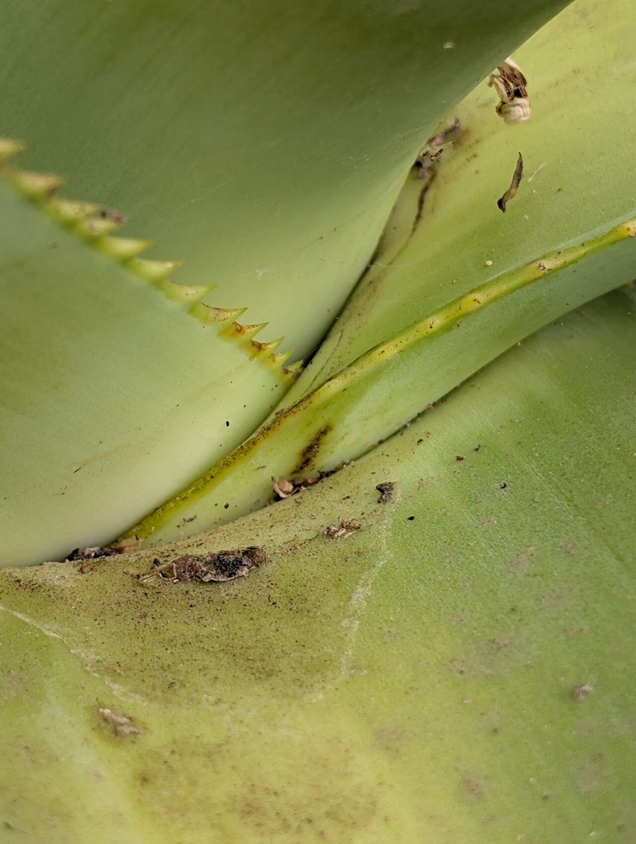 How to Spot and Treat Aloe Mite (It's Not Easy) - Trex Plants