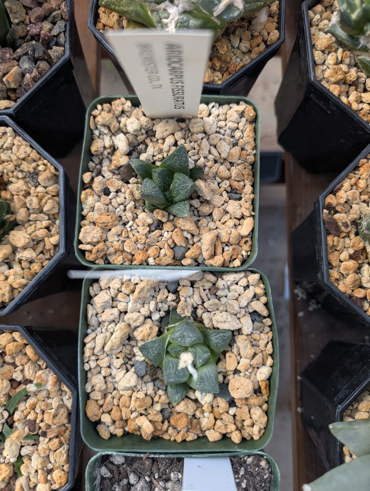 Ariocarpus fissuratus - Trex Plants