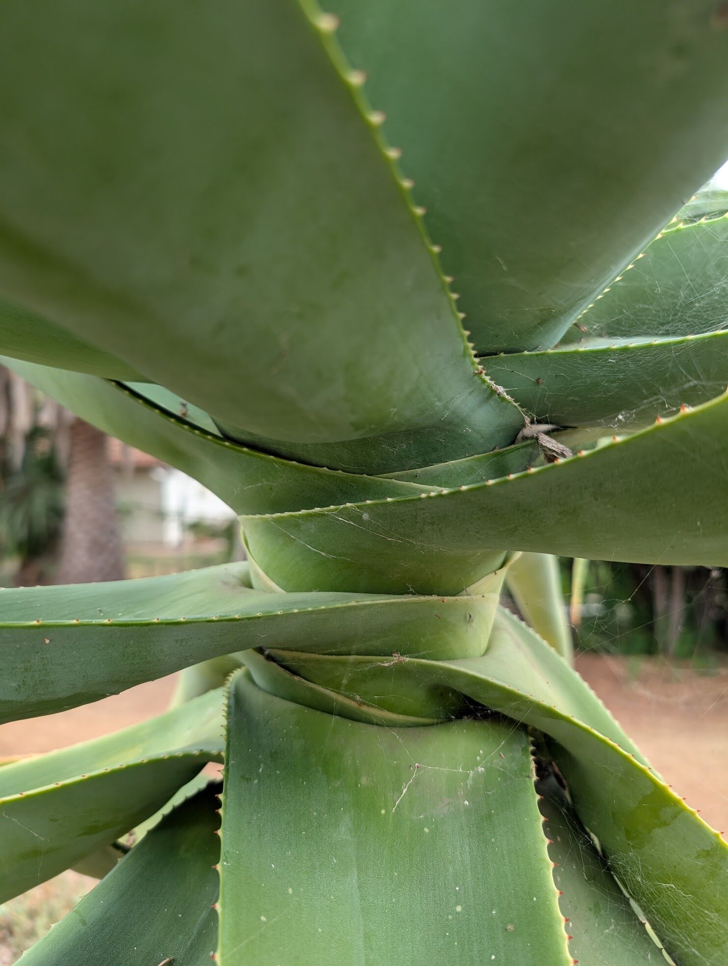 How to Spot and Treat Aloe Mite (It's Not Easy) - Trex Plants