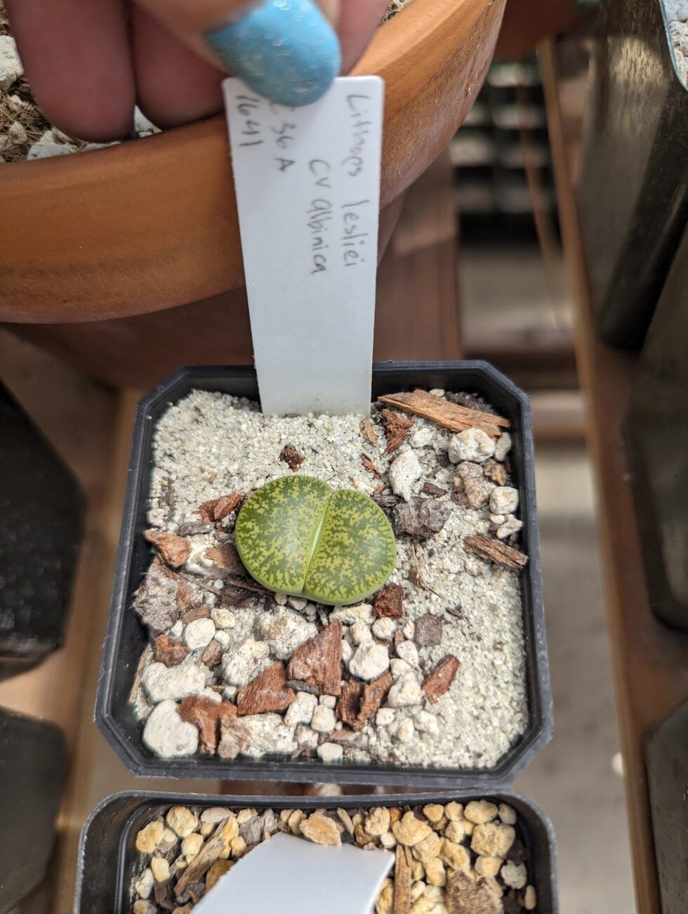 How to Grow Lithops lesliei - Trex Plants