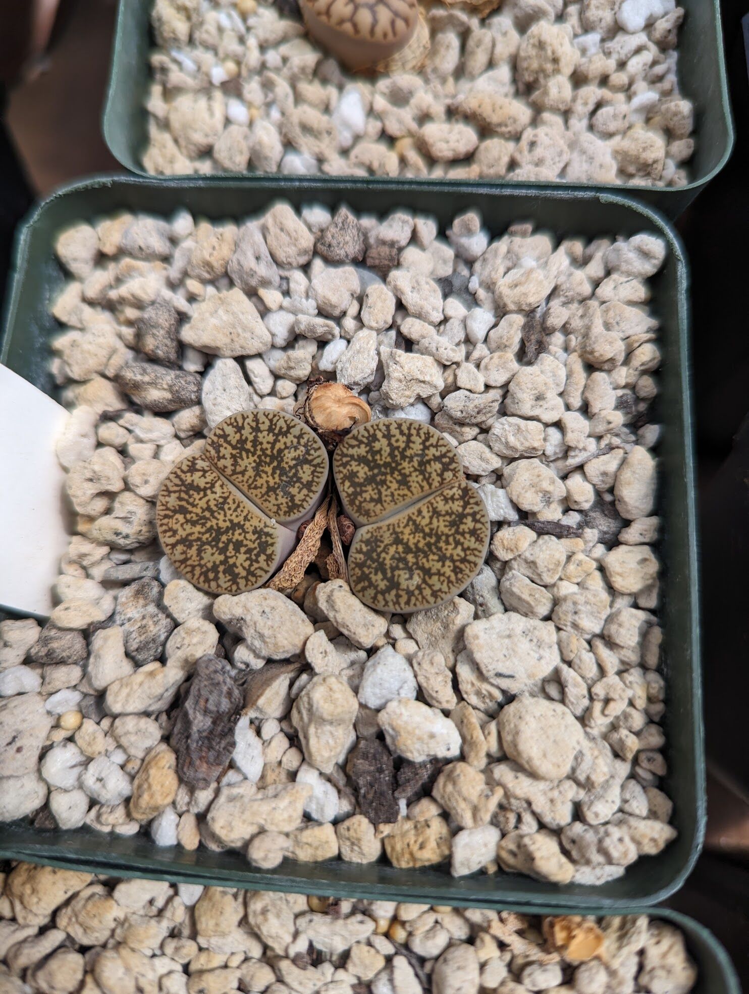 How to Grow Lithops lesliei - Trex Plants