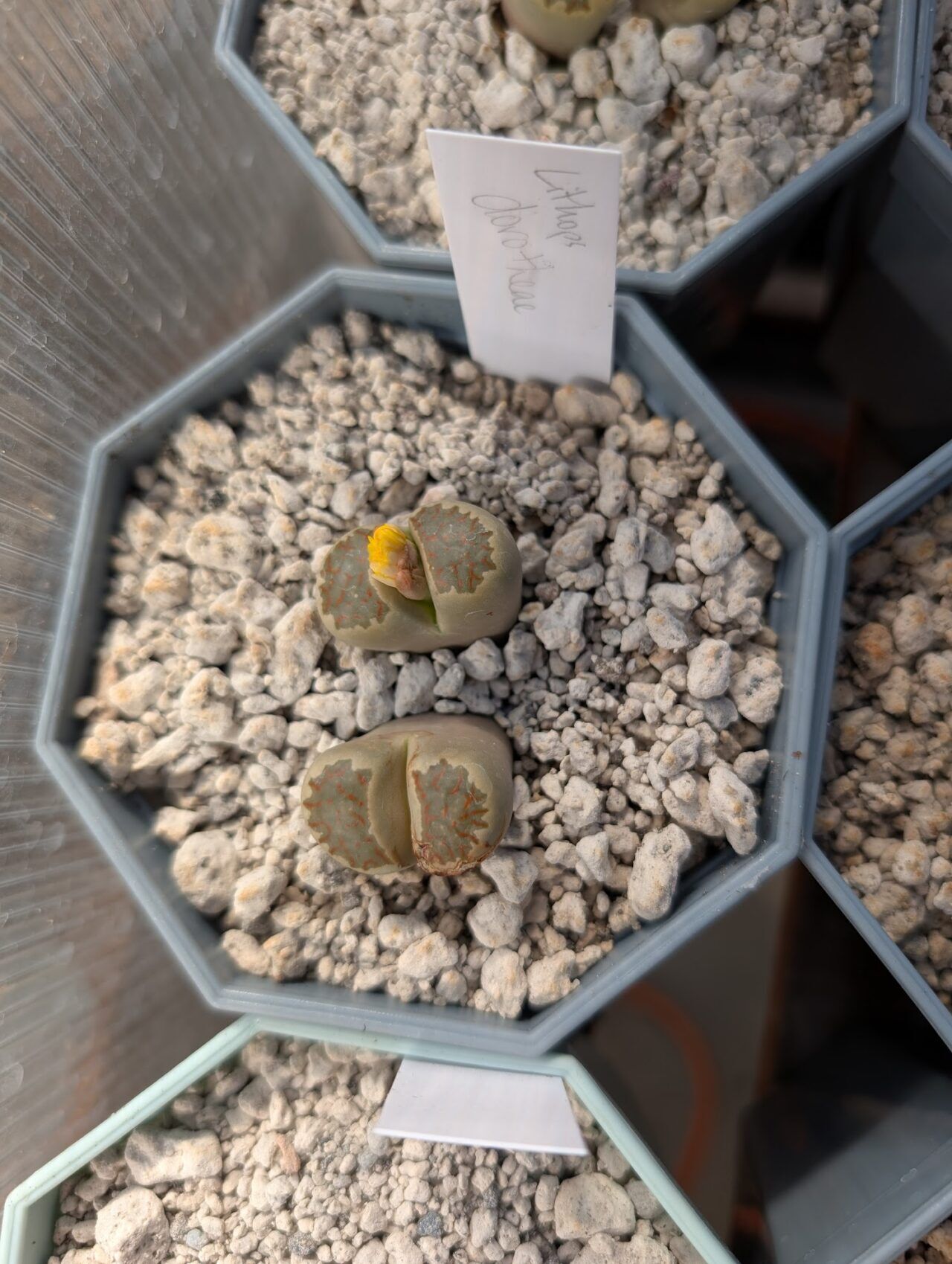 Lithops Library - Trex Plants