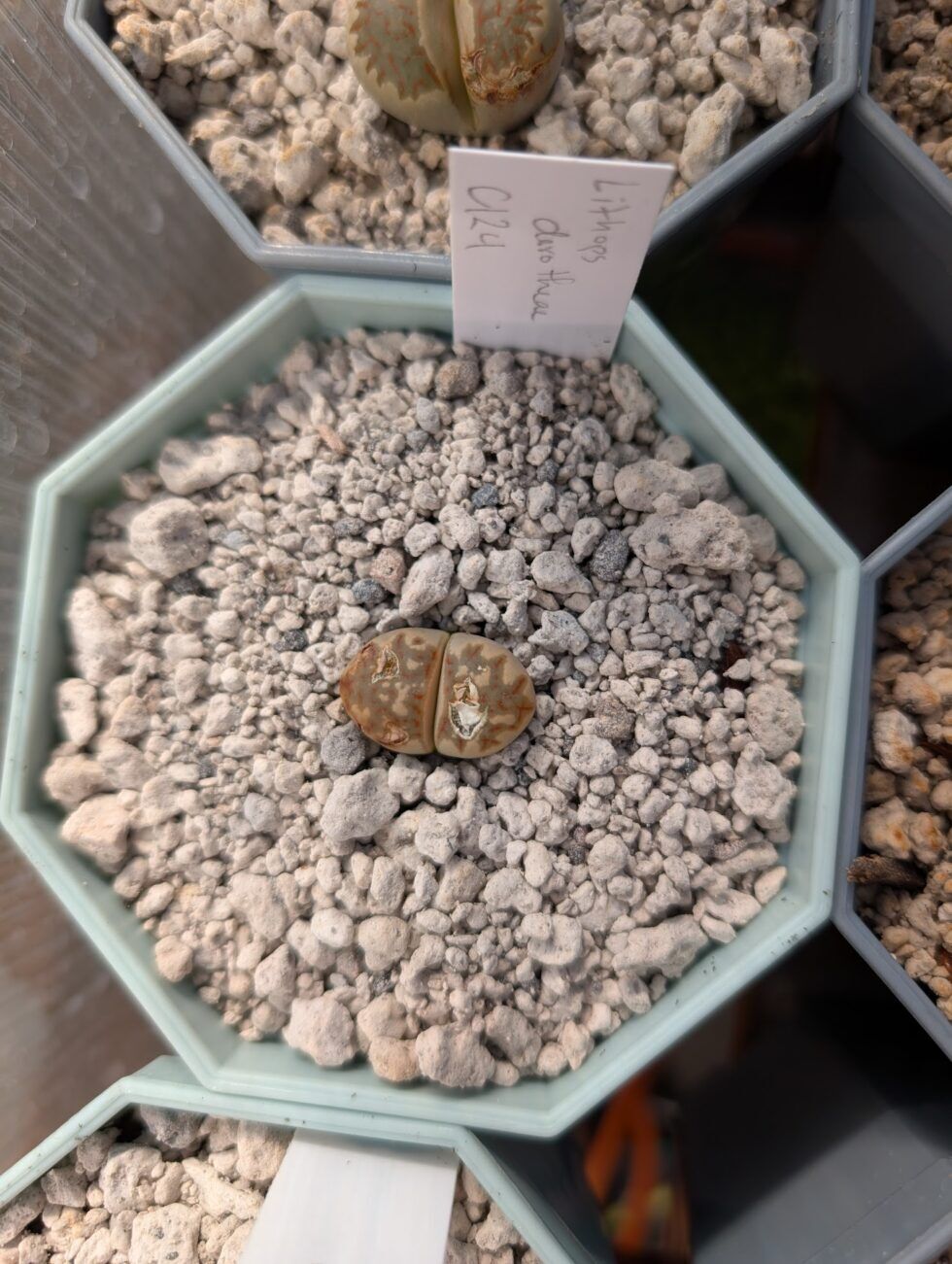 Lithops Library - Trex Plants