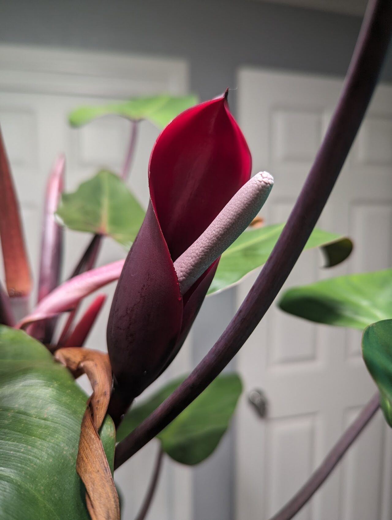 The Lazy Guide to Growing Exotic Houseplants - Trex Plants