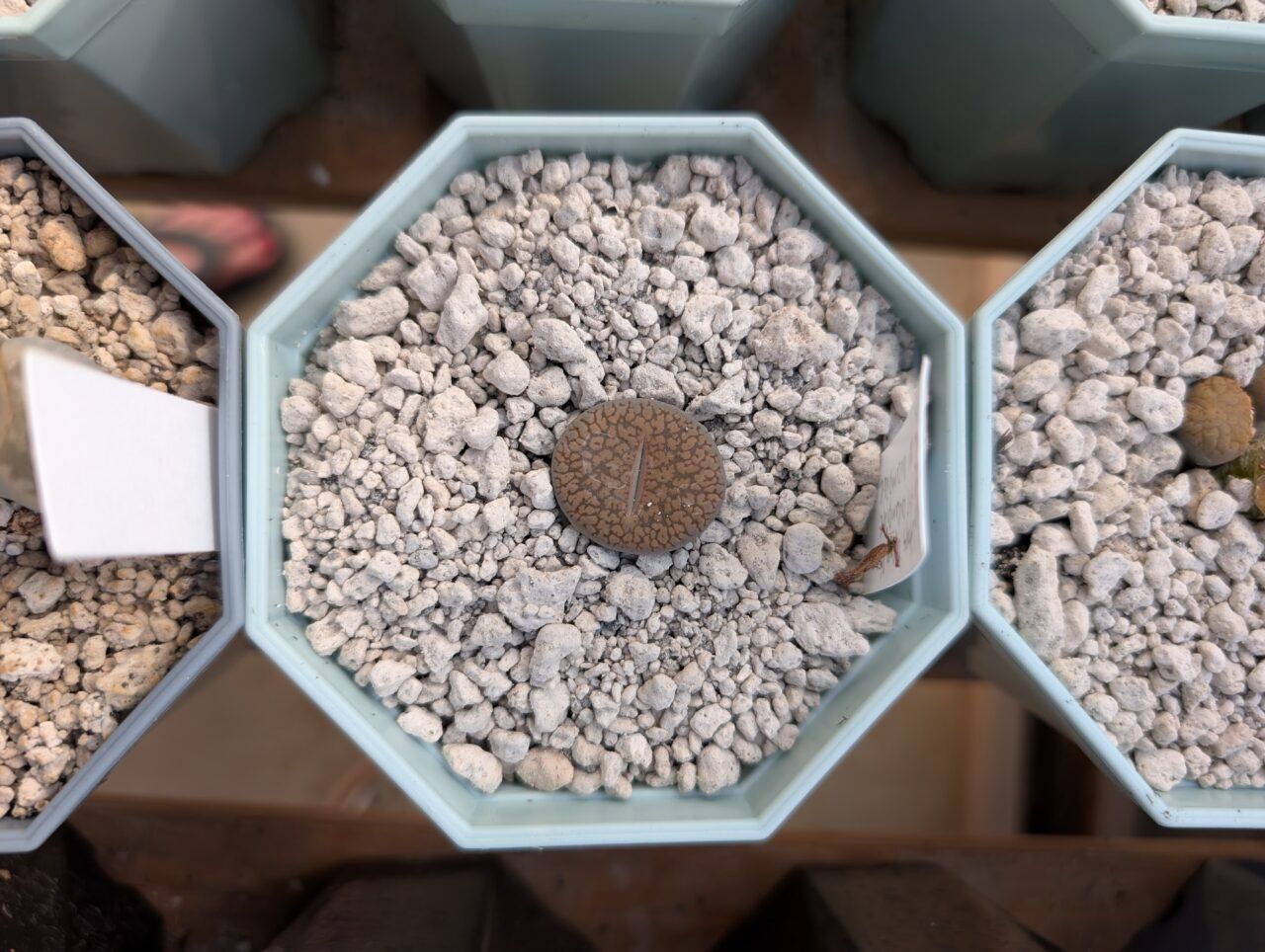Lithops Library - Trex Plants