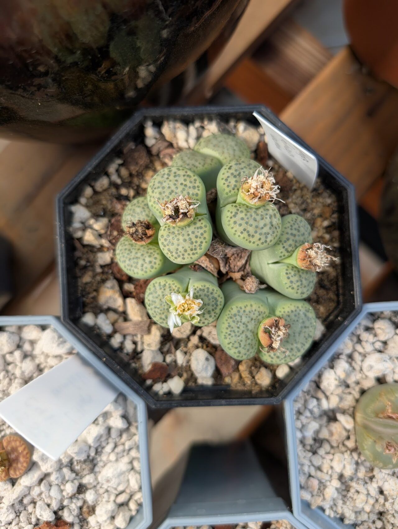 Lithops Library - Trex Plants