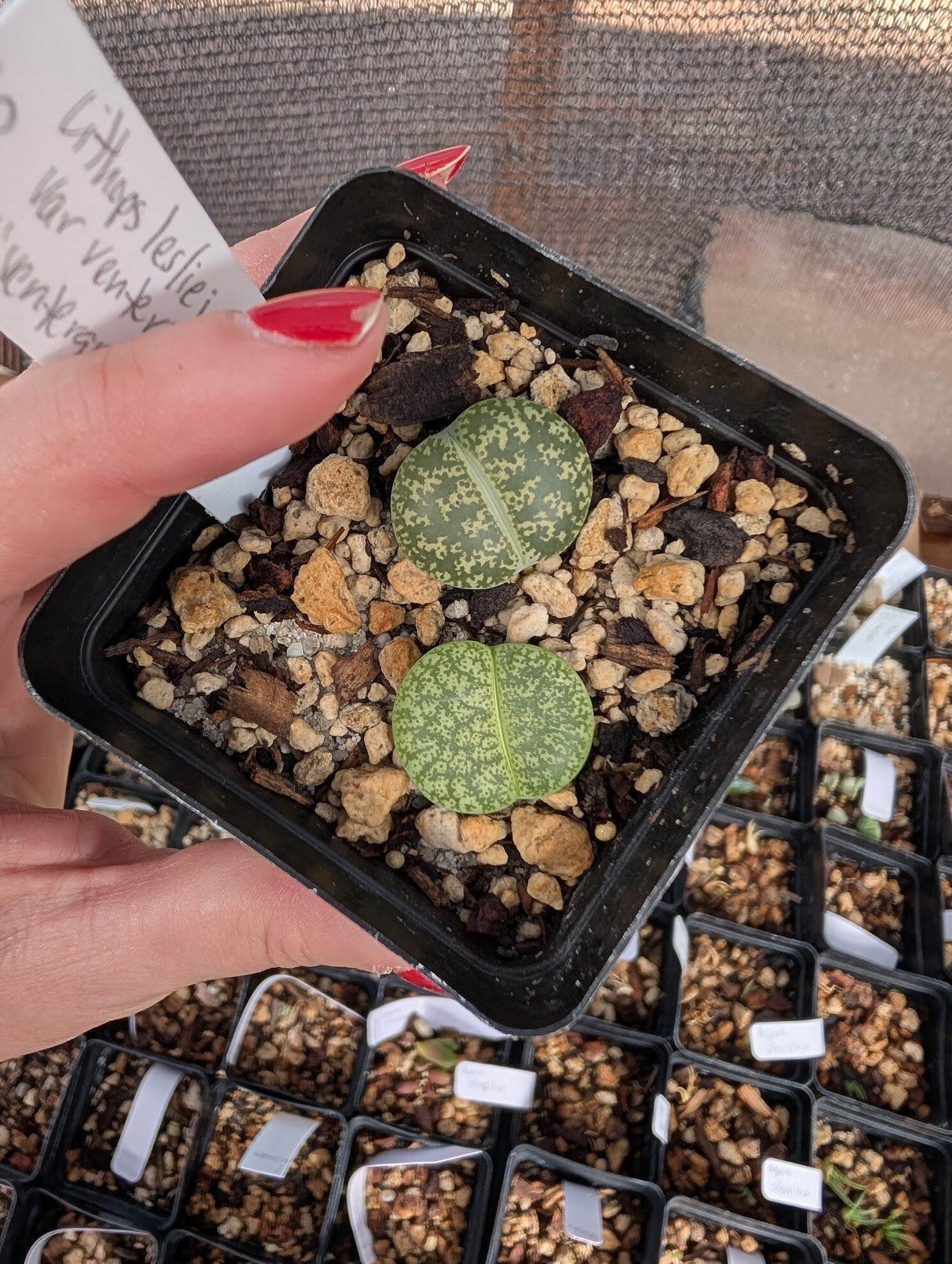 How to Grow Lithops lesliei - Trex Plants