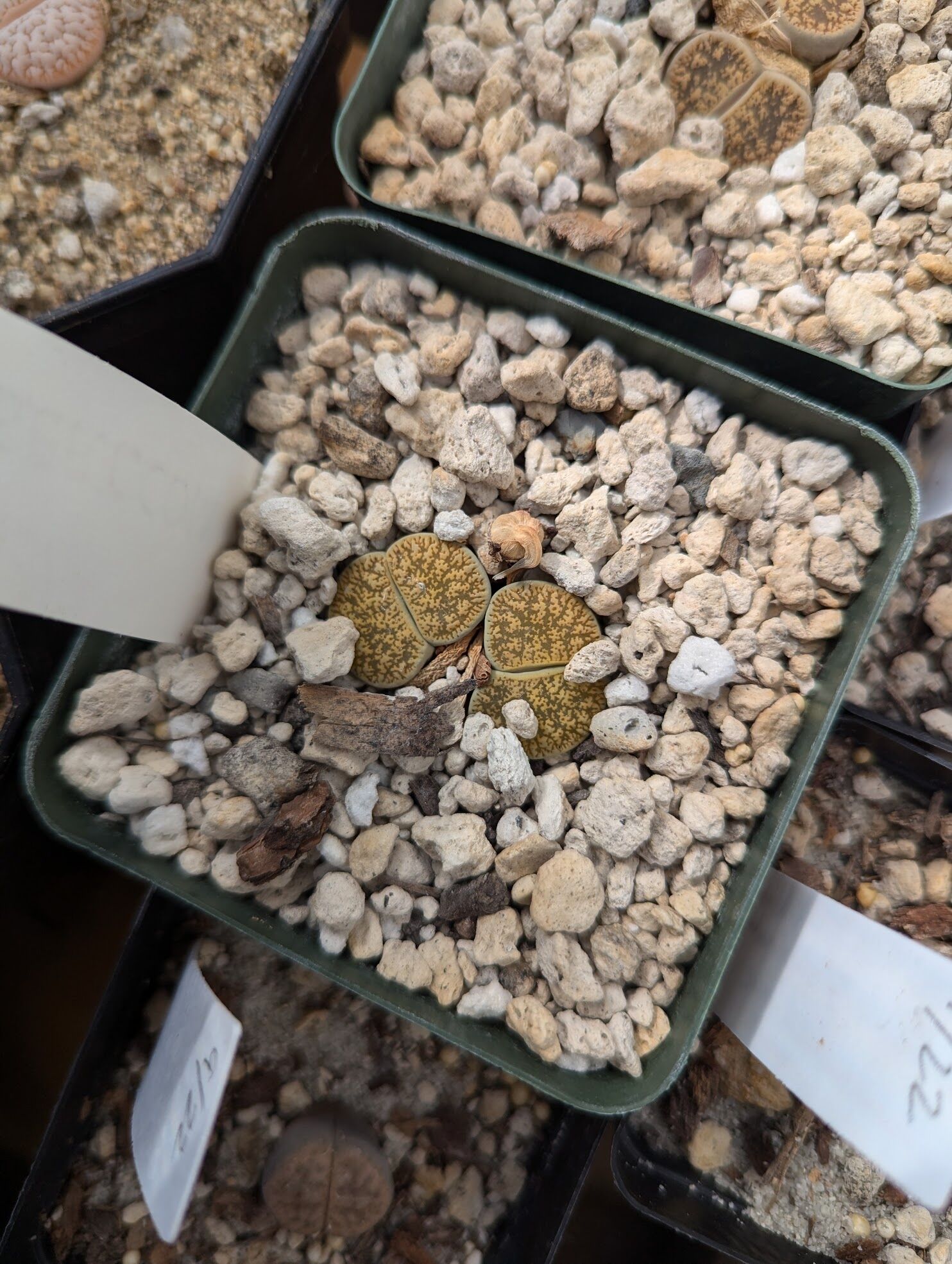 How to Grow Lithops lesliei - Trex Plants