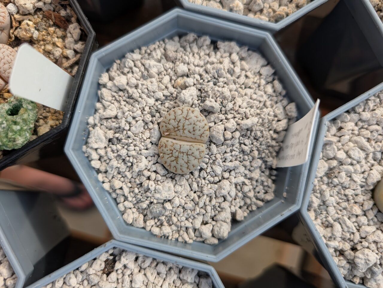 Lithops Library - Trex Plants